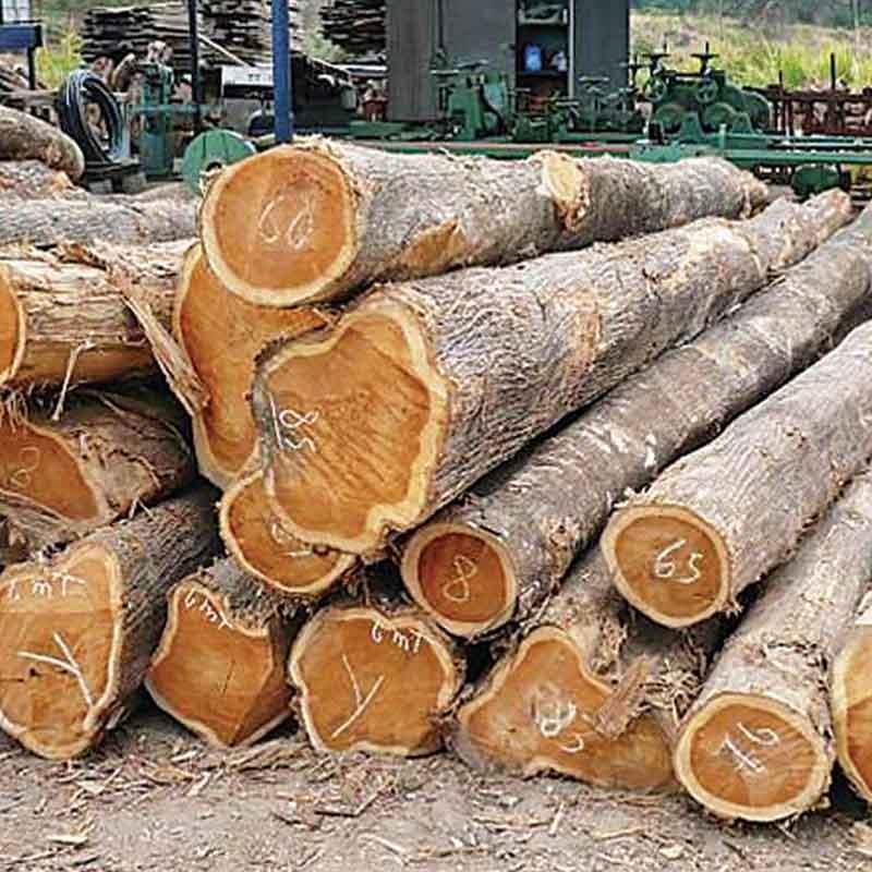 Kelebihan dan Kekurangan Kayu Jati: Panduan untuk Pembeli Cerdas - Easy ...