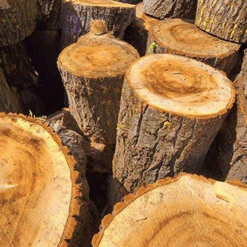 Keuntungan Investasi dalam Kayu Jati: Mengapa Kayu Ini Selalu Menjadi ...